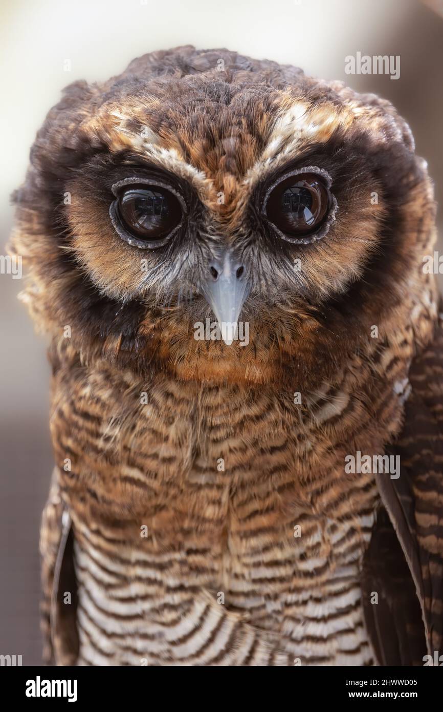 Nature wildlife image of Brown wood owl bird Stock Photo - Alamy