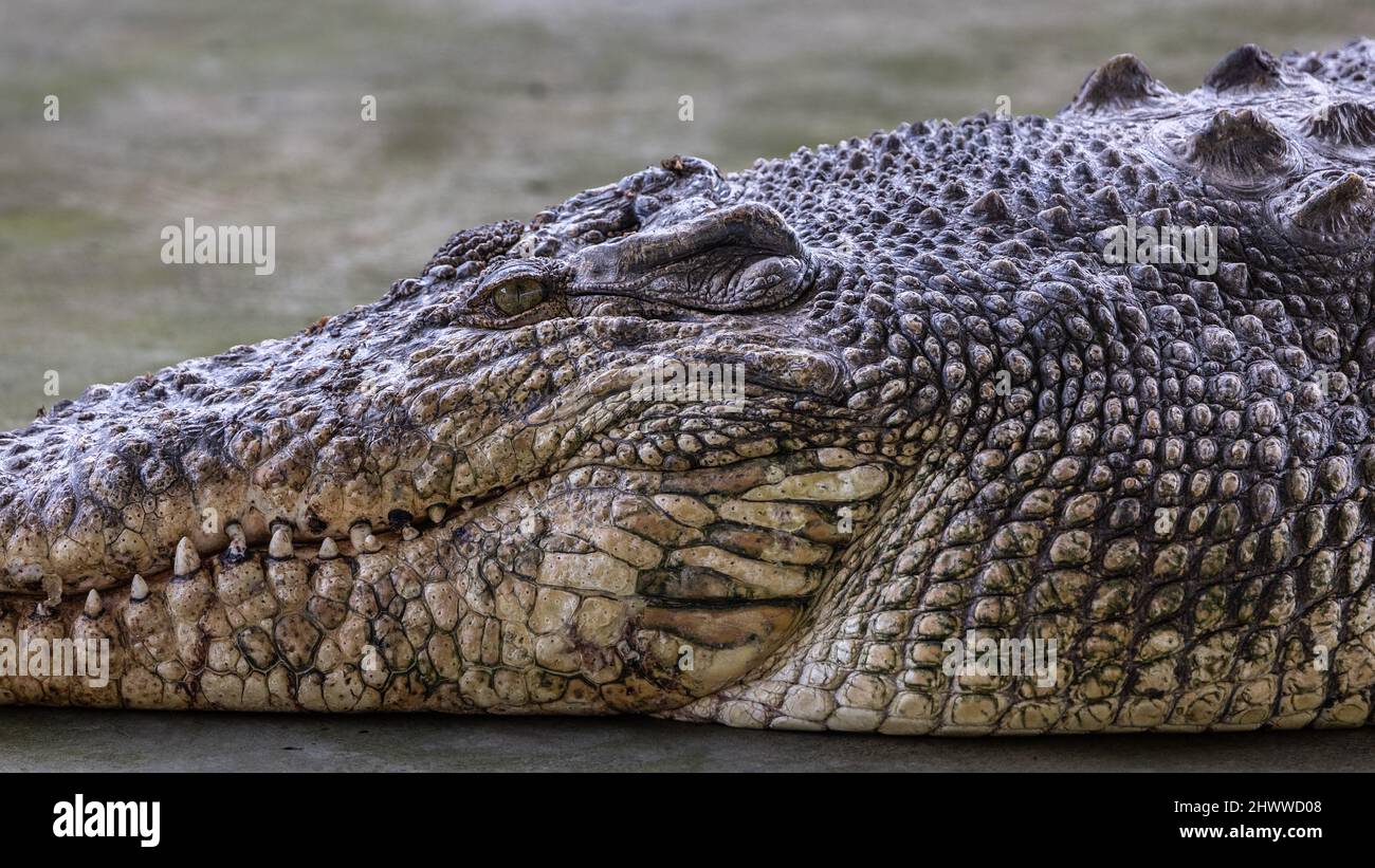 Huge alligators hi-res stock photography and images - Alamy