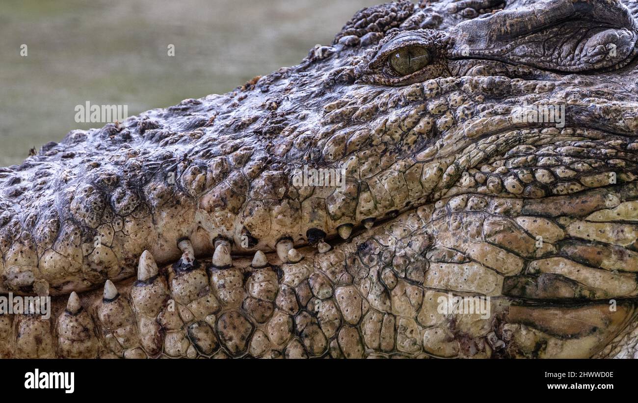 Huge alligators hi-res stock photography and images - Alamy