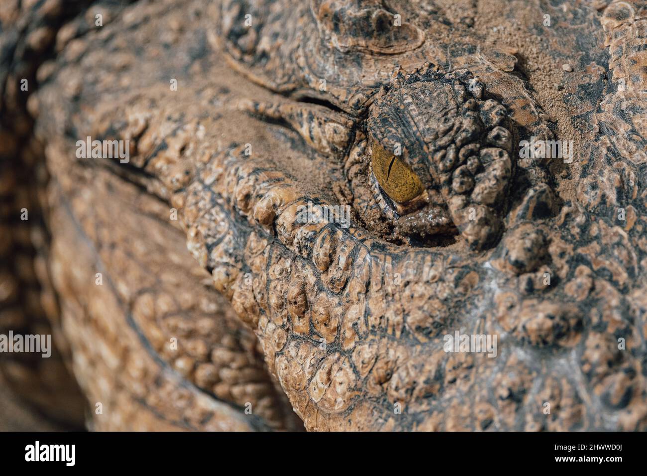Close-up of alligator's eye. Close-up of a live alligator's eye Stock ...