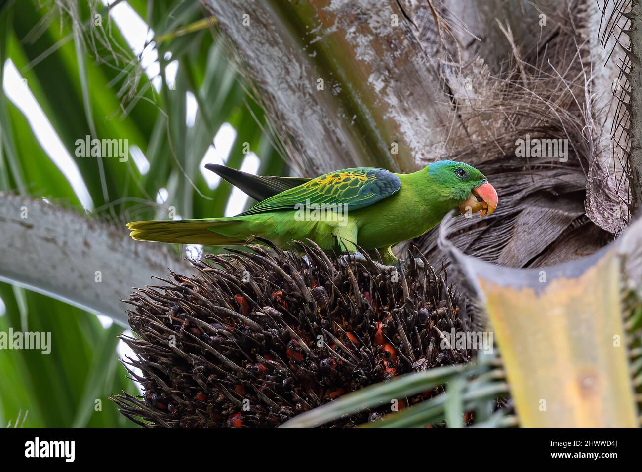Blue-naped parrot perched on the tree branch Stock Photo - Alamy