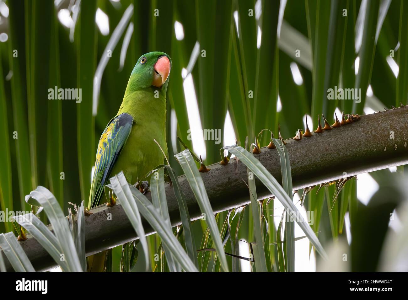 Blue-naped parrot perched on the tree branch Stock Photo - Alamy