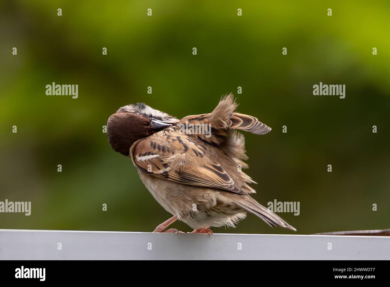 Meadow pipit bird with beautiful nature background Stock Photo - Alamy