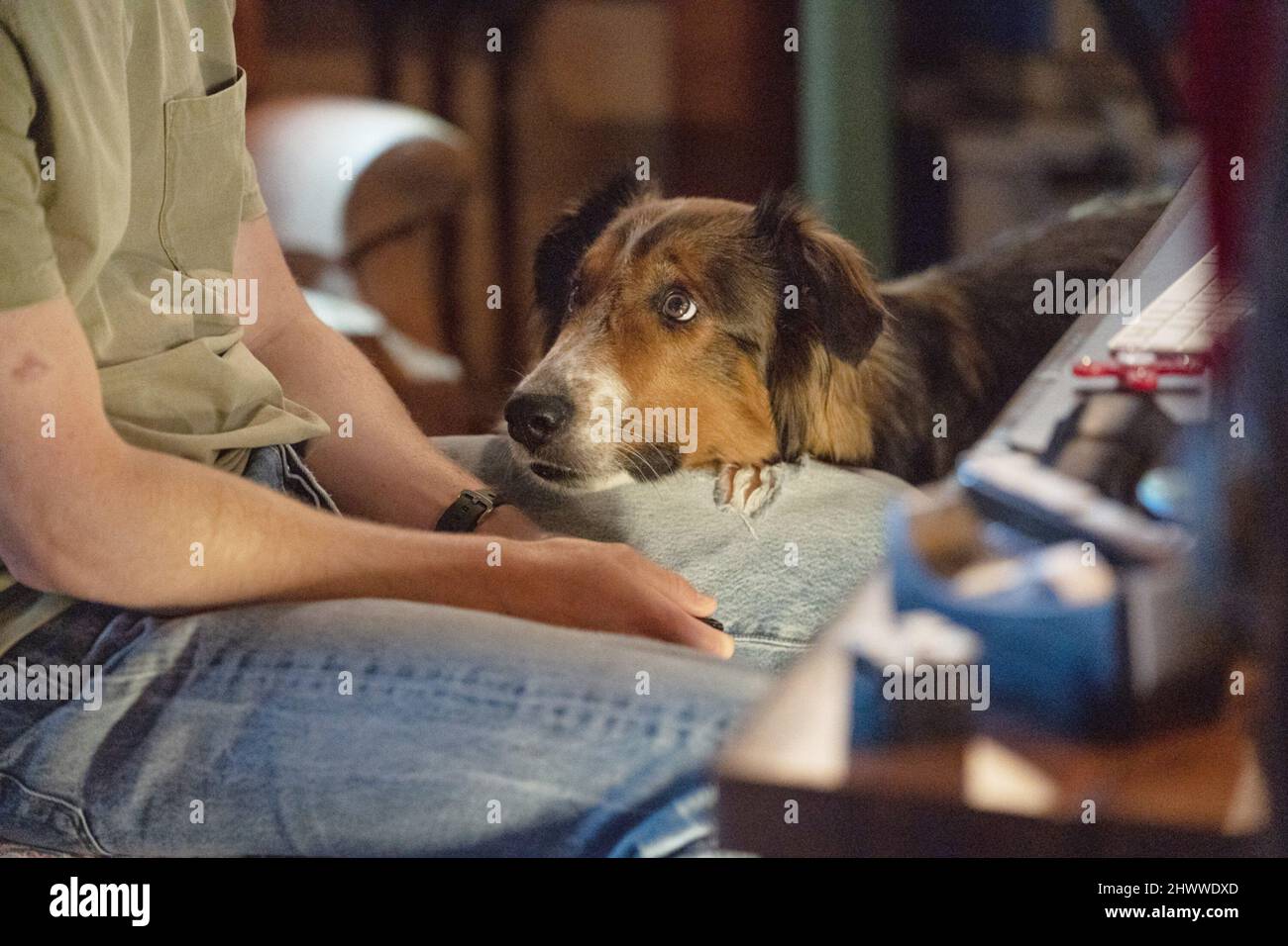 RESCUED BY RUBY, Ruby, 2022. ph: Ricardo Hubbs /© Netflix / Courtesy ...