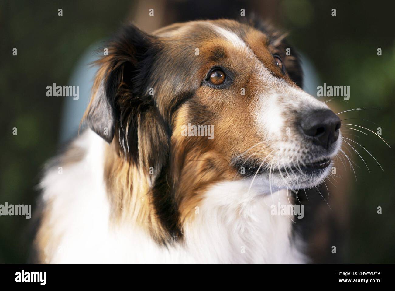 RESCUED BY RUBY, Ruby, 2022. ph: Ricardo Hubbs /© Netflix / Courtesy ...