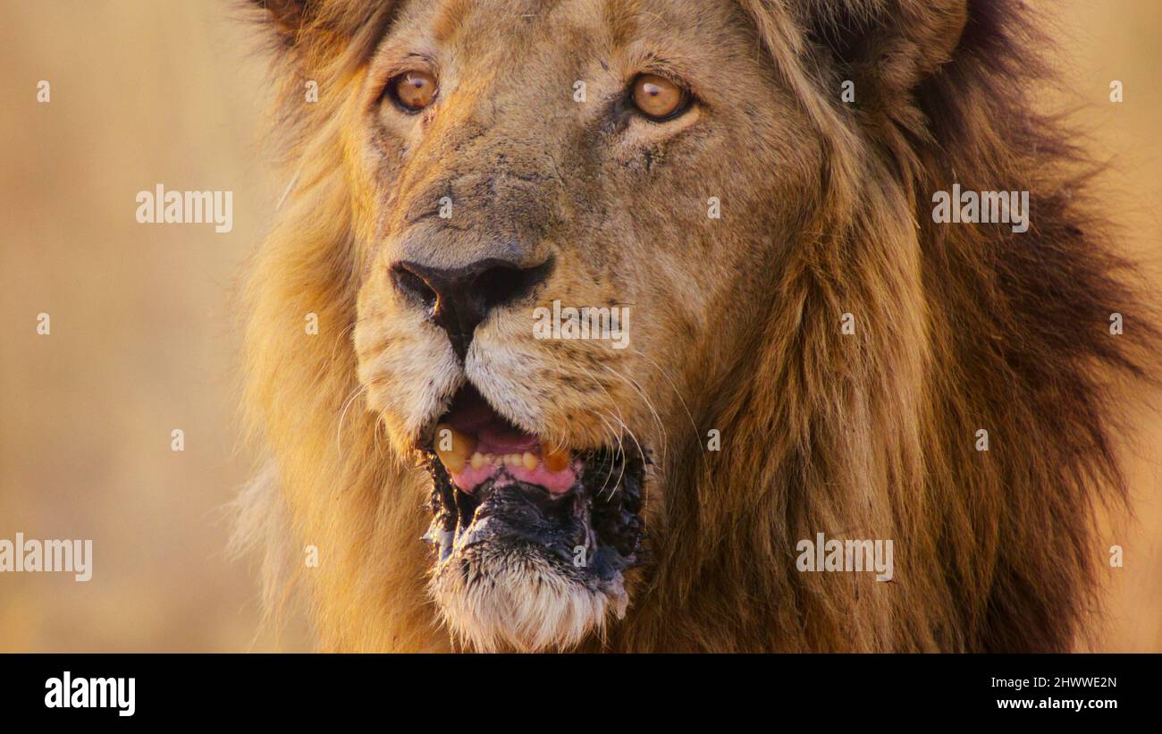 SURVIVING PARADISE: A FAMILY TALE, lion in the Kalahari Desert, Africa ...