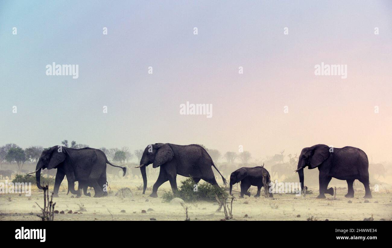 Kalahari Desert Reality Show