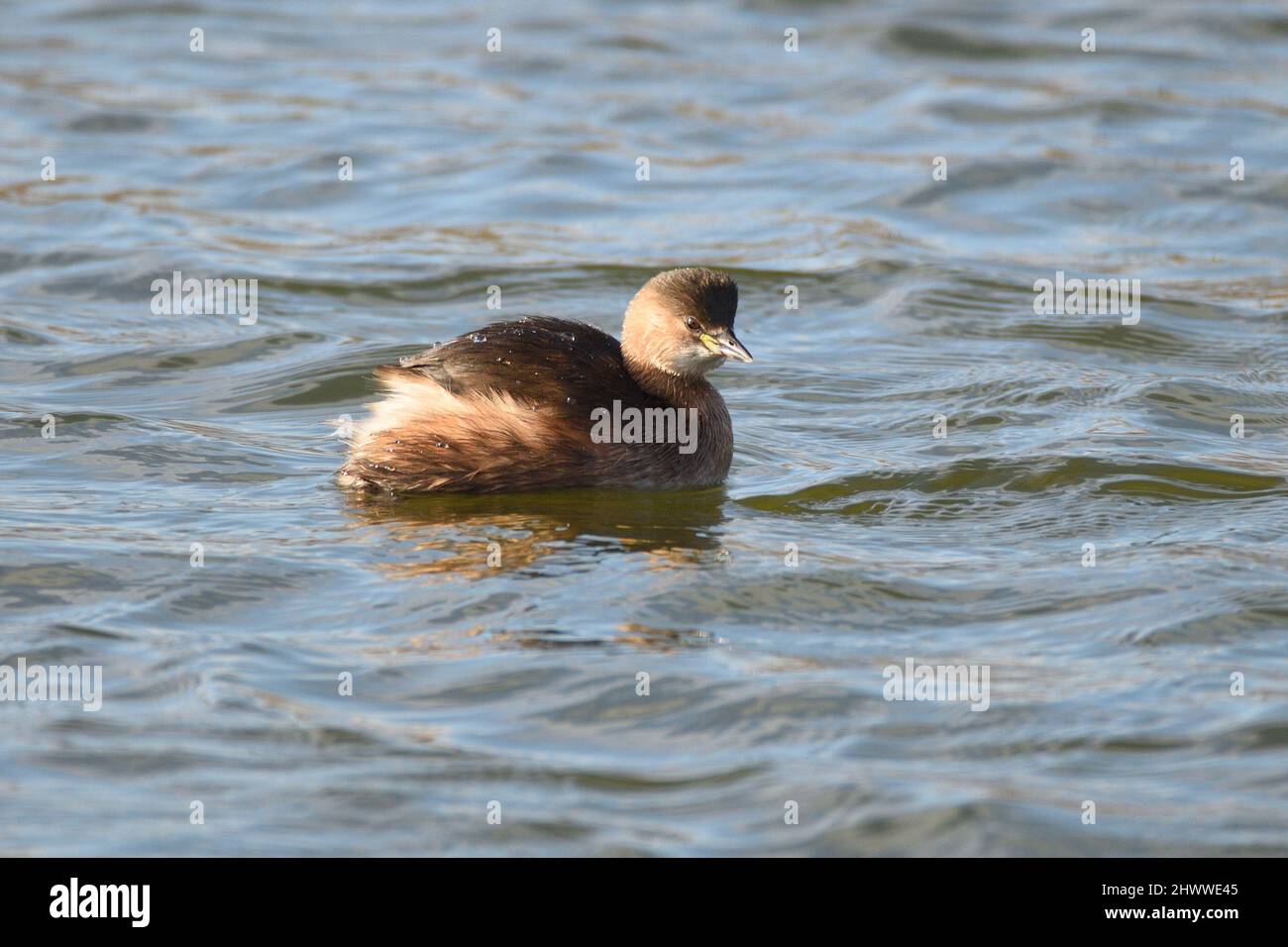 Little Grebe swimming on a lake in the winter sunshine. Hertfordshire ...