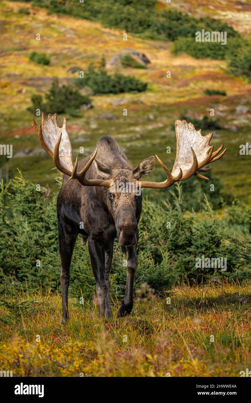 Giant bull moose hi-res stock photography and images - Alamy
