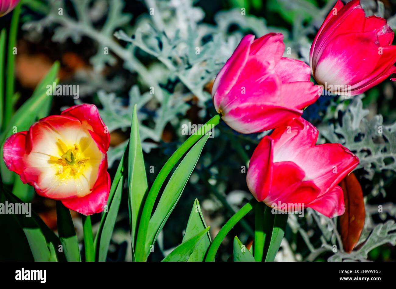 Tulips bloom at Bellingrath Gardens, March 4, 2022, in Theodore ...