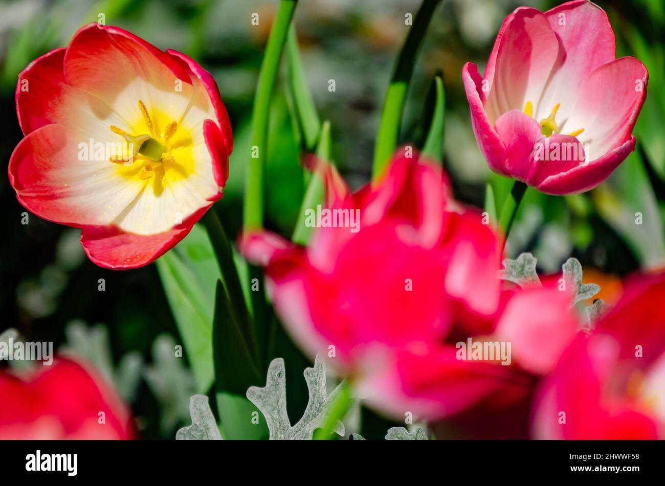 Tulips bloom at Bellingrath Gardens, March 4, 2022, in Theodore ...
