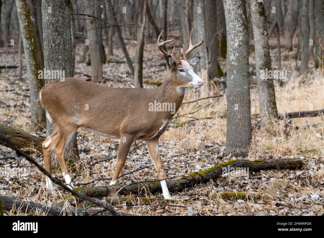 Piebald deer hi-res stock photography and images - Alamy