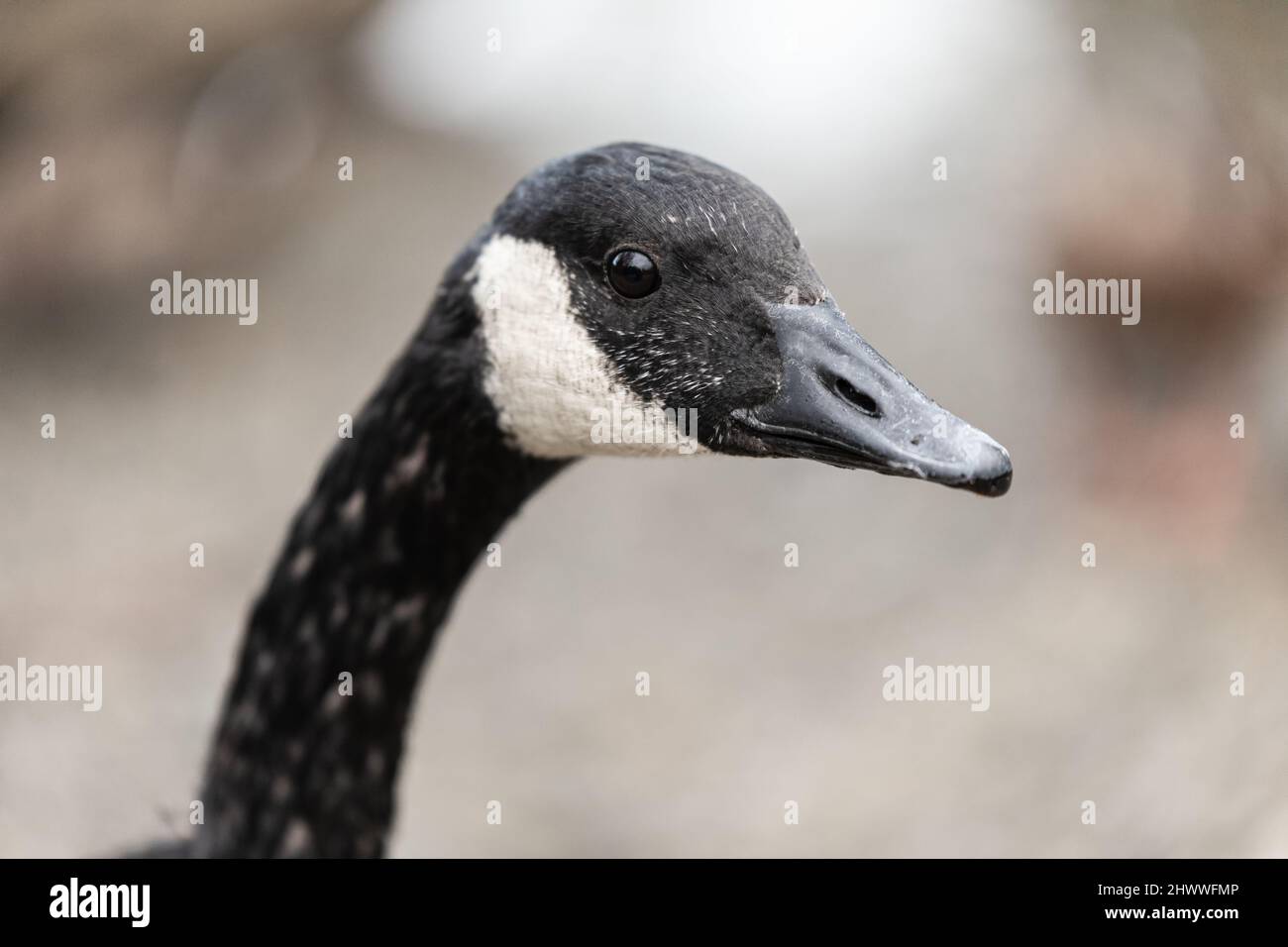 A Canada Goose standing on the grass. Canadian goose at the spring time ...
