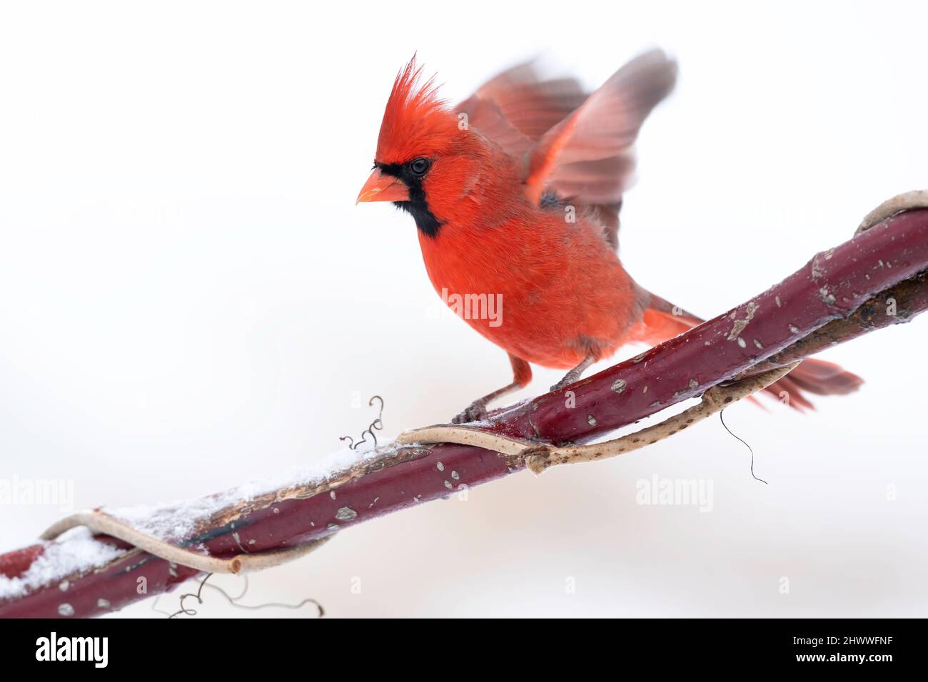 Flapping crest hi-res stock photography and images - Alamy