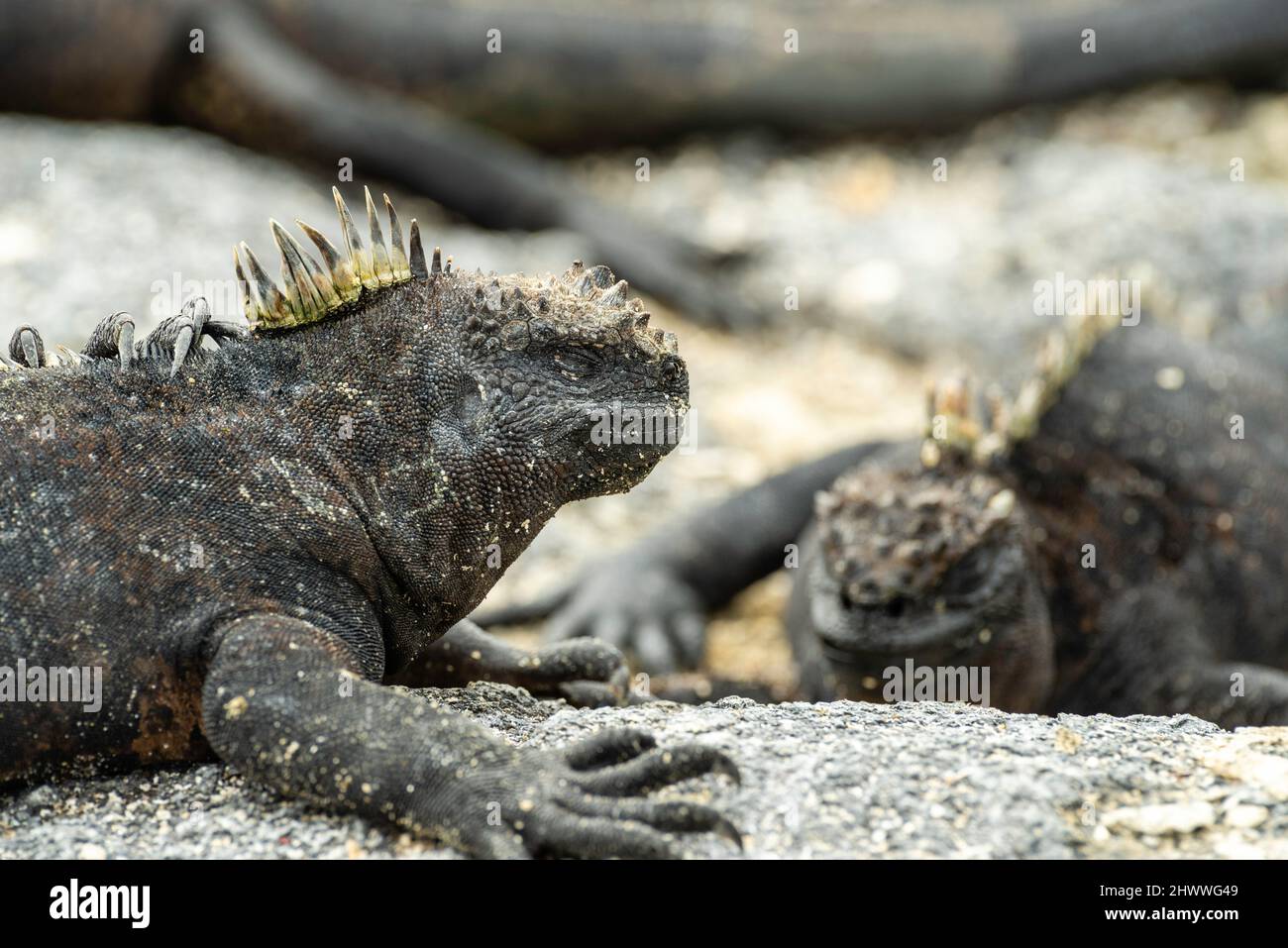 Photograph of a marine iguana (Amblyrhynchus cristatus) Isla Fernandina ...