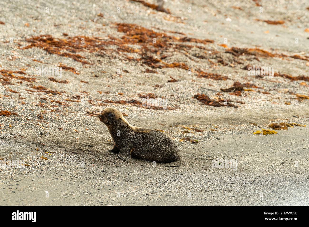 Photograph of a Galapagos sea lion pup (Zalophus wollebaeki) at Isla ...
