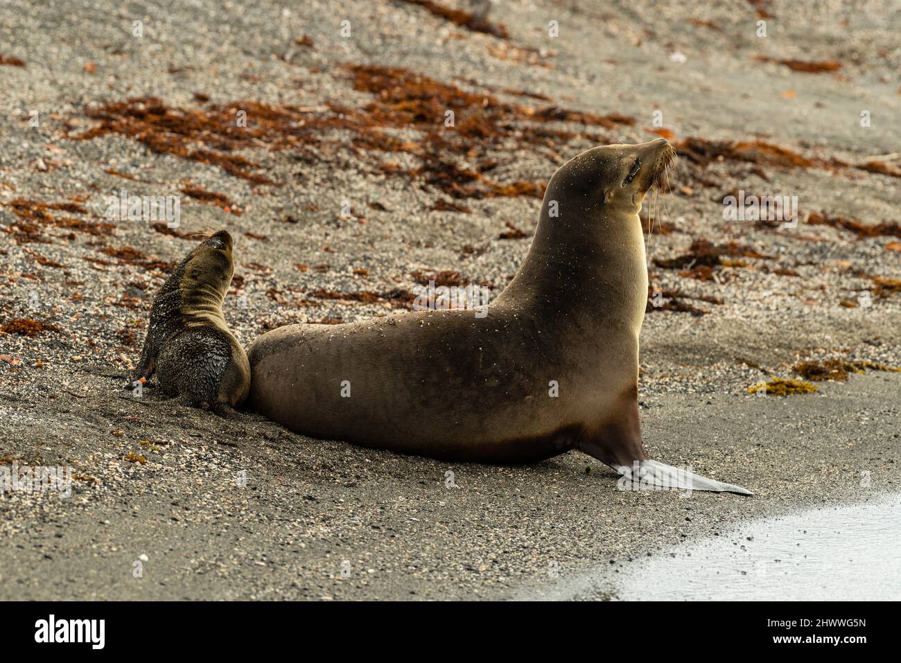 Photograph of a female Galapagos sea lion and her pup (Zalophus ...
