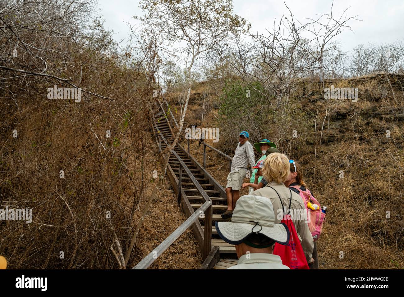 A tour group on Isla Isabella stop to view a Galapagos Hawk (Buteo galapagoensis), Isla Isabella ...