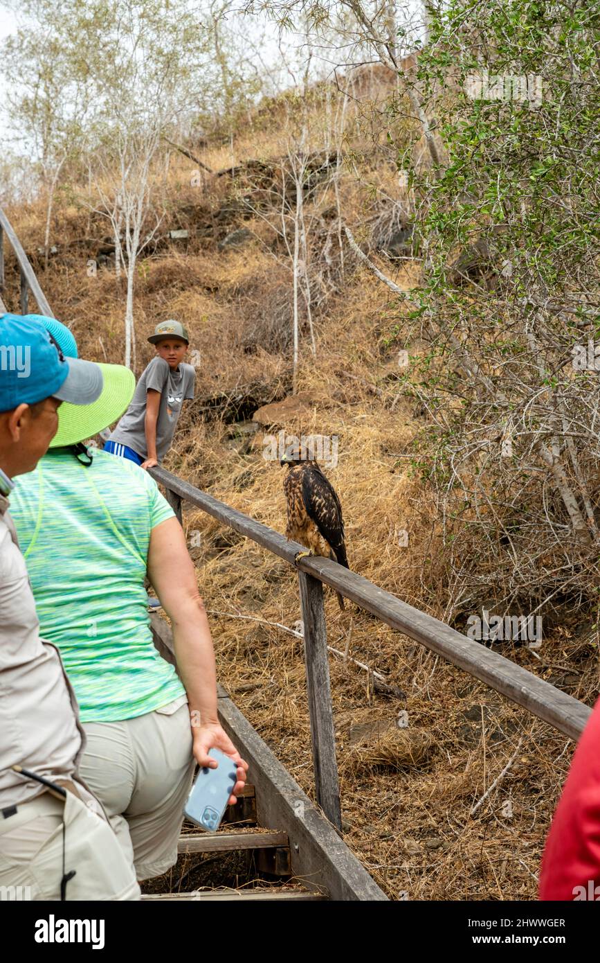 A tour group on Isla Isabella stop to view a Galapagos Hawk (Buteo galapagoensis), Isla Isabella ...