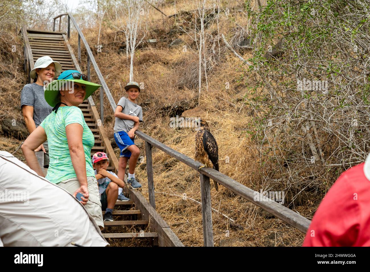 A tour group on Isla Isabella stop to view a Galapagos Hawk (Buteo galapagoensis), Isla Isabella ...