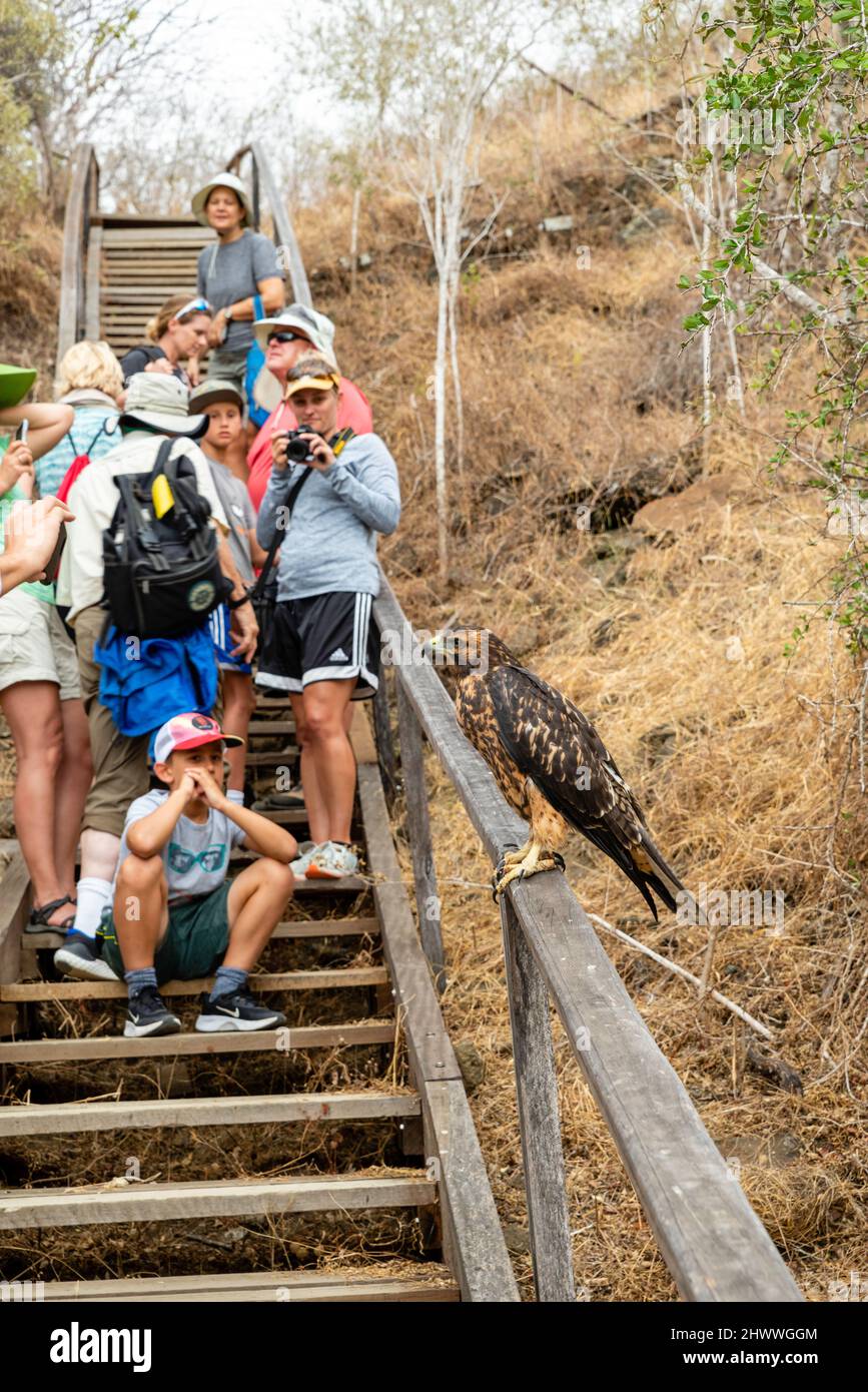 A tour group on Isla Isabella stop to view a Galapagos Hawk (Buteo galapagoensis), Isla Isabella ...