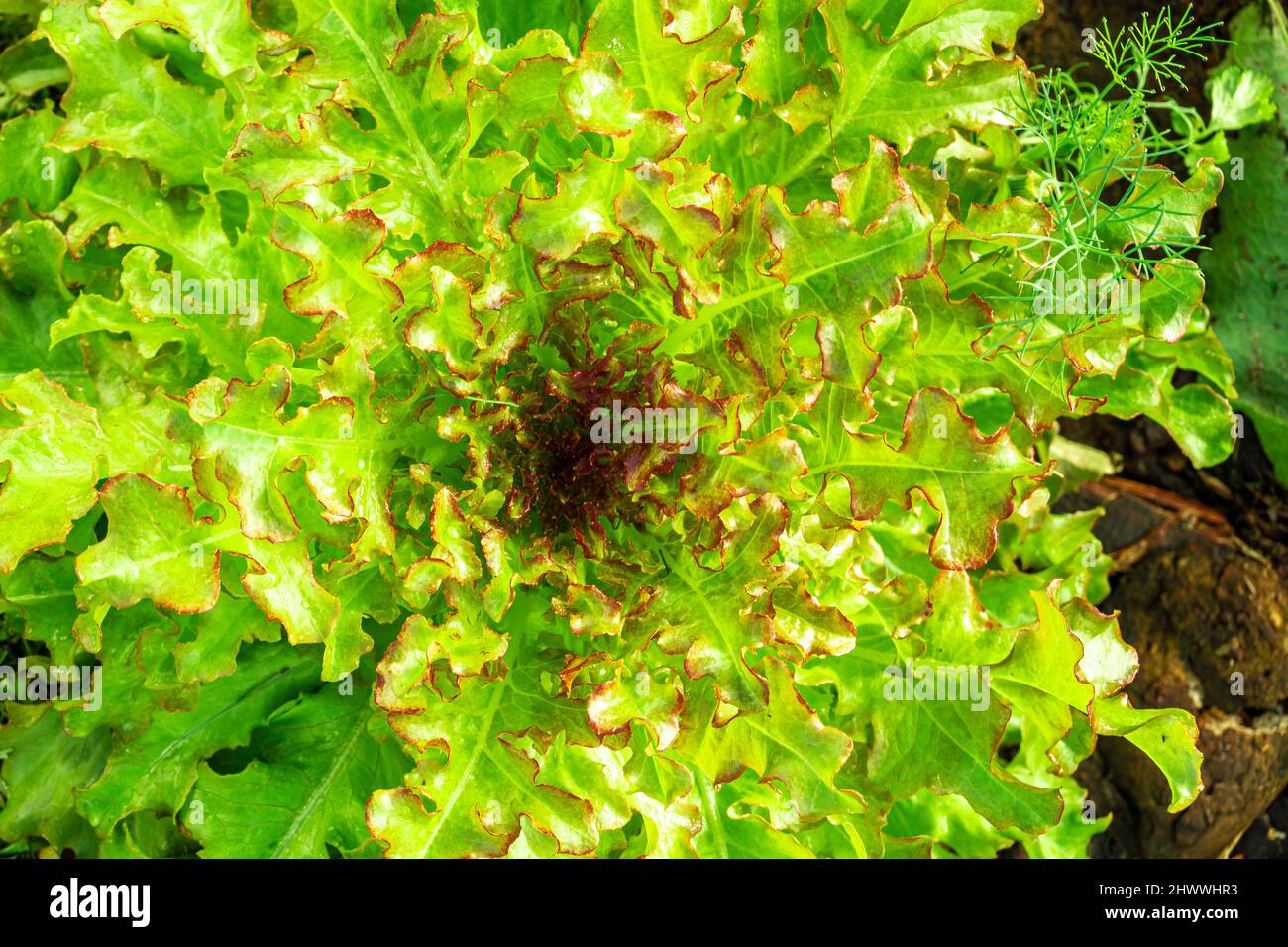 a lush succulent lettuce plant with leaves and a red border grows under ...