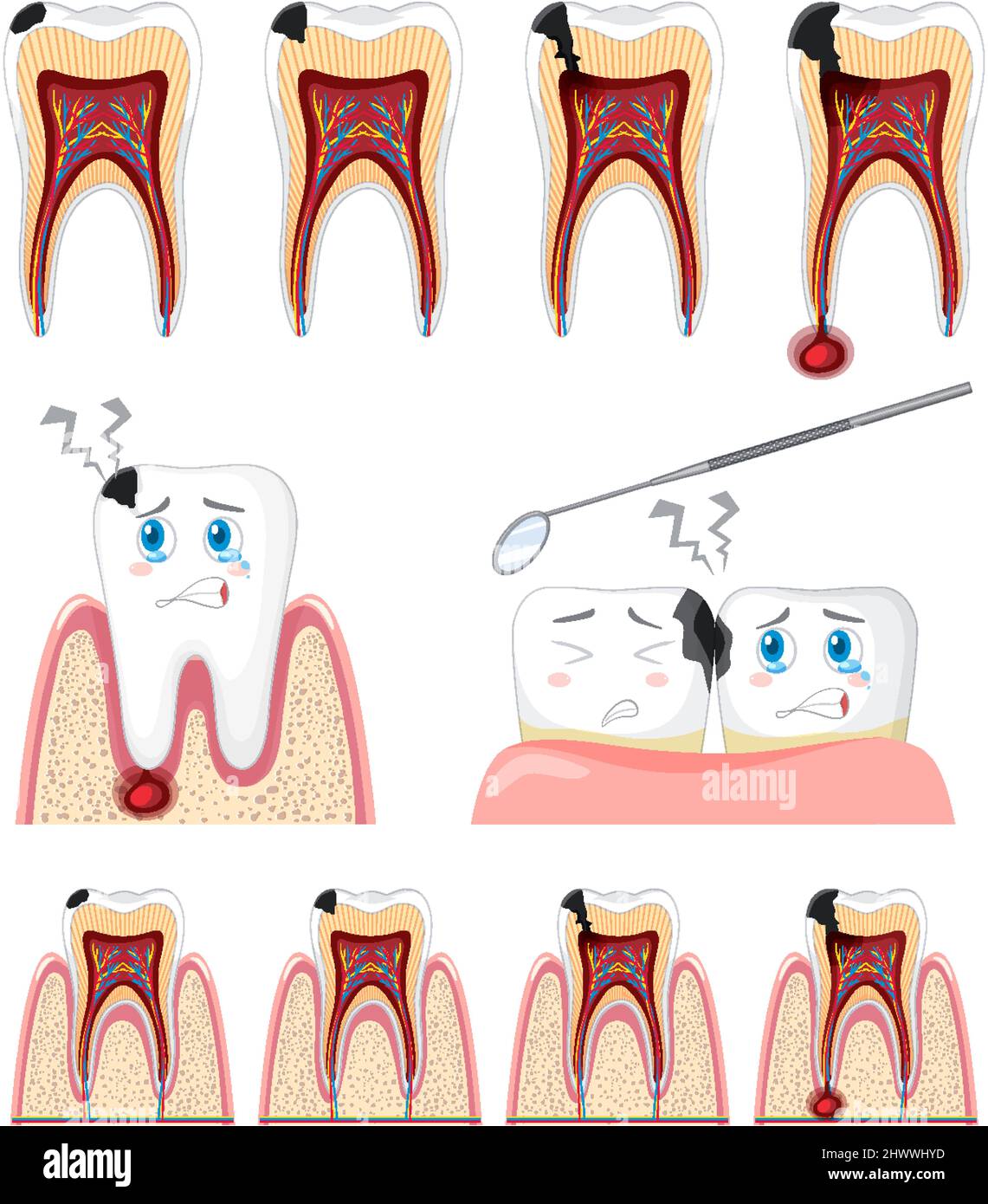 Set of all types of teeth on white background illustration Stock Vector ...