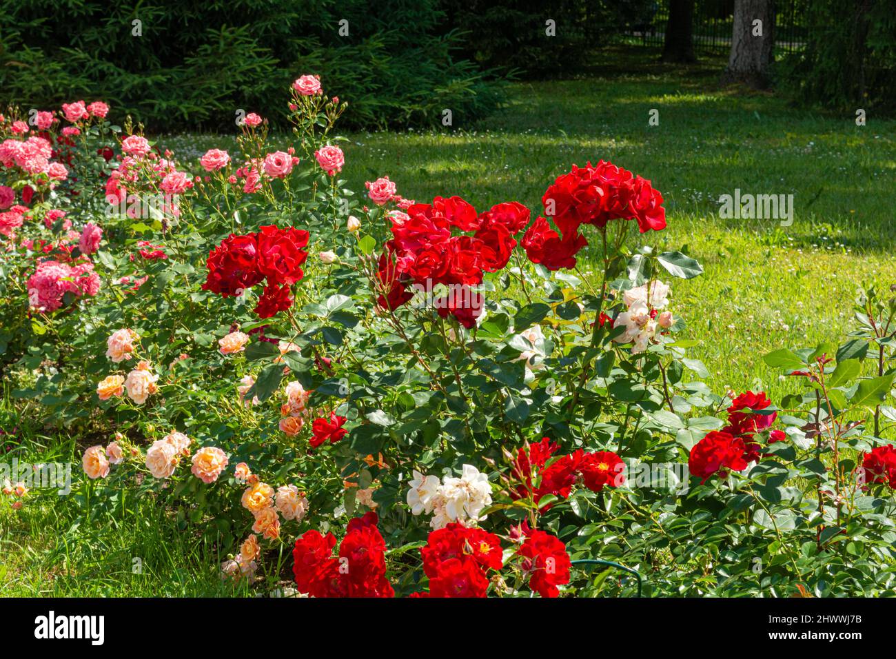 Blossoming beautiful rose flowers. Red roses blossom in summer garden ...