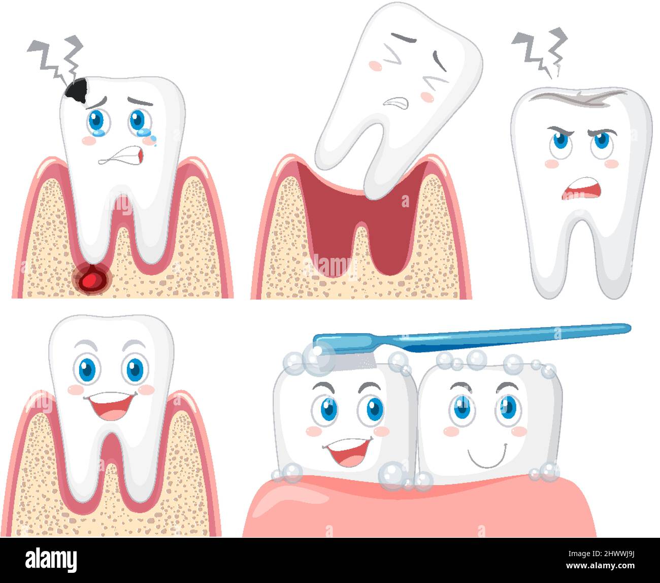 Set of all types of teeth on white background illustration Stock Vector ...