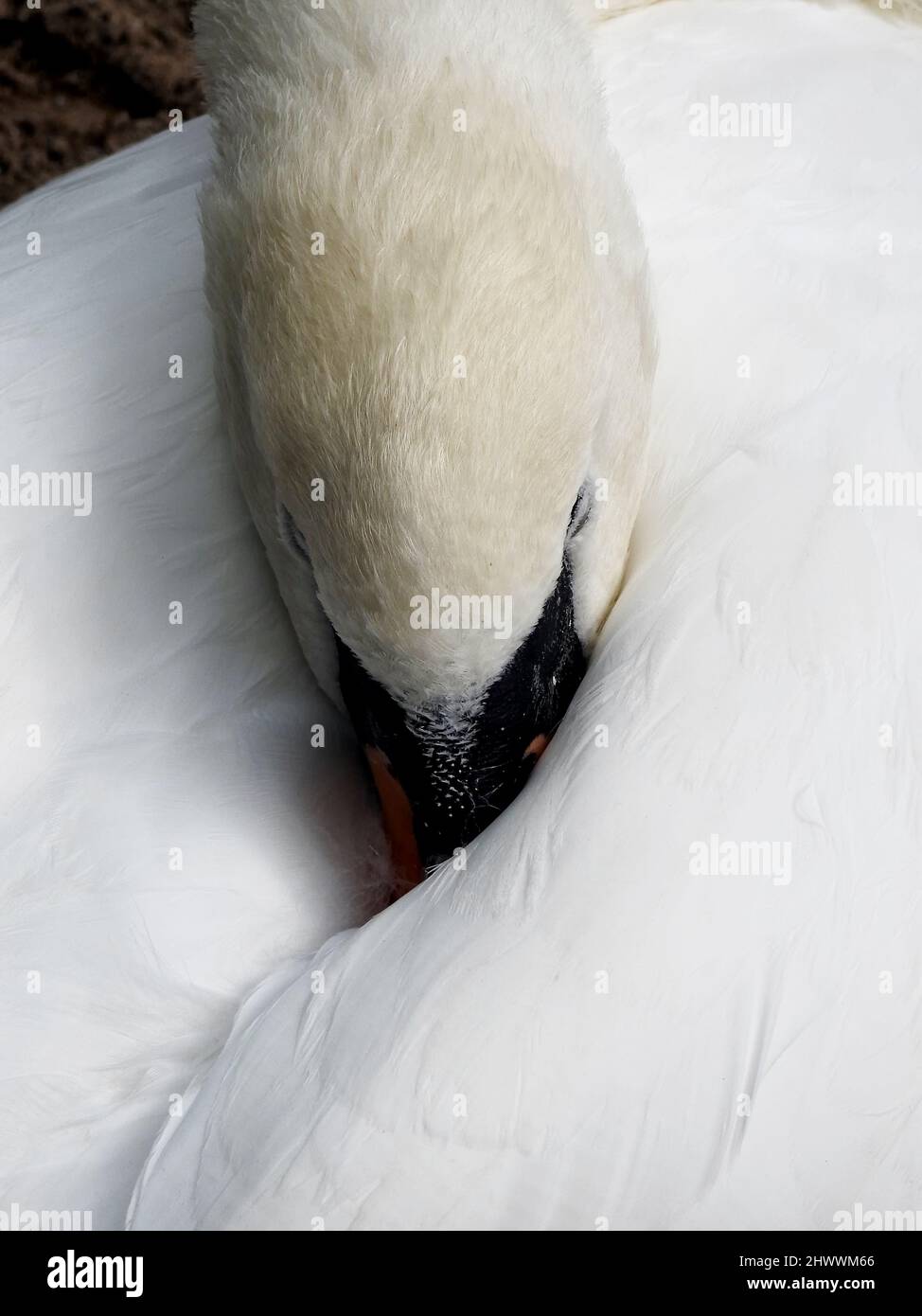 Swan resting the head under its wing Stock Photo - Alamy
