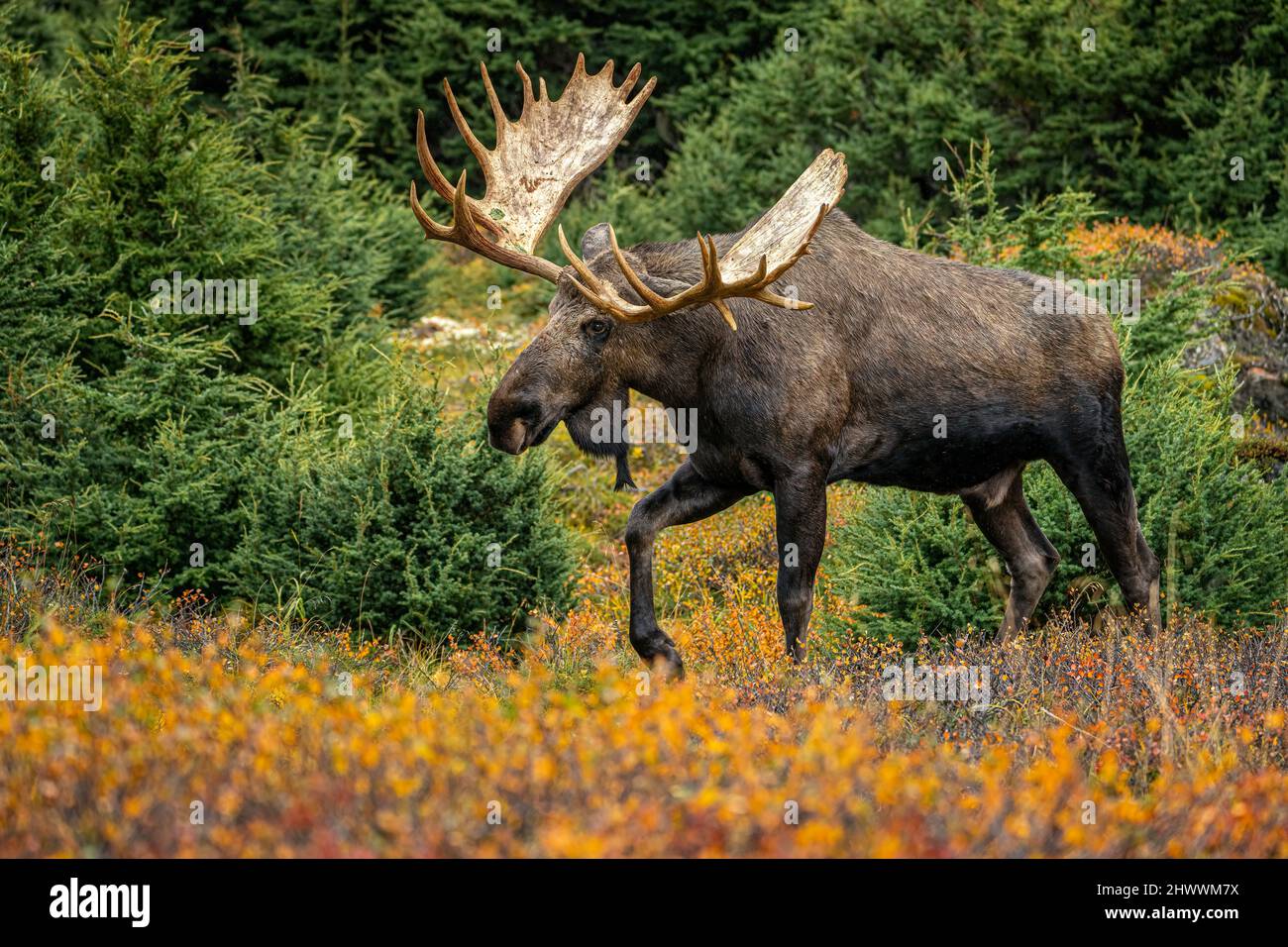 Alaska moose tundra moose yukon hi-res stock photography and images - Alamy