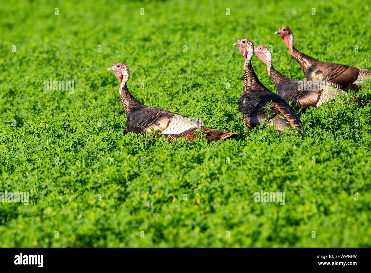 Wild turkey bird habitat hi-res stock photography and images - Alamy