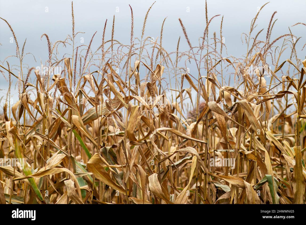 Wisconsin farmland with corn ready to be harvested, horizontal Stock ...