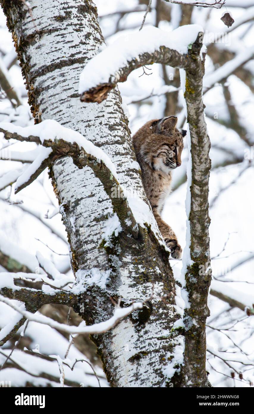 Bobcat (Felis rufus) sitting in a Wisconsin poplar tree in November ...