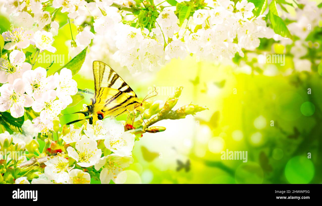 Beautiful nature scene with blooming flowers tree Stock Photo - Alamy