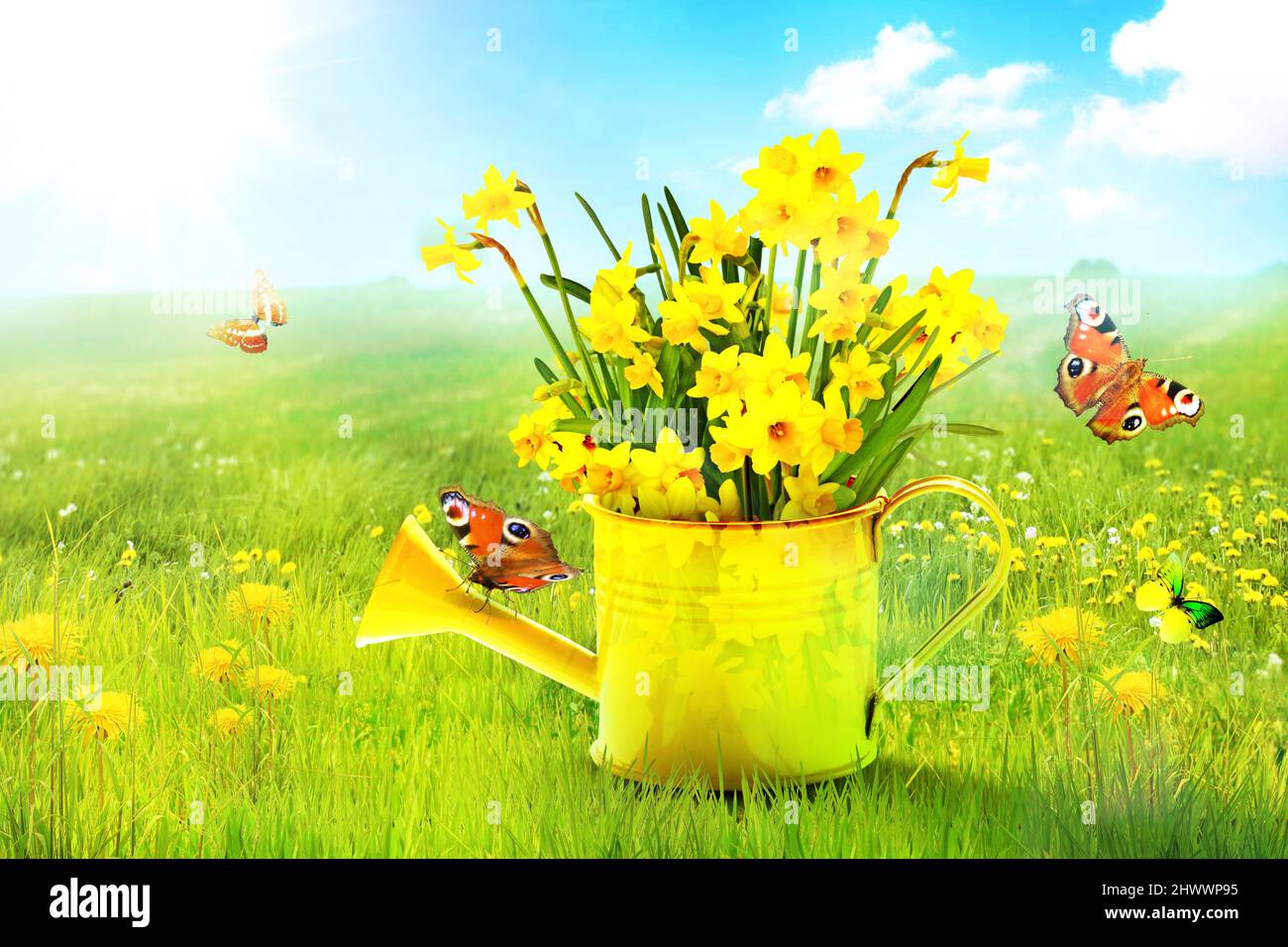 Spring flowers in watering can. Gardening tools and equipment Stock ...