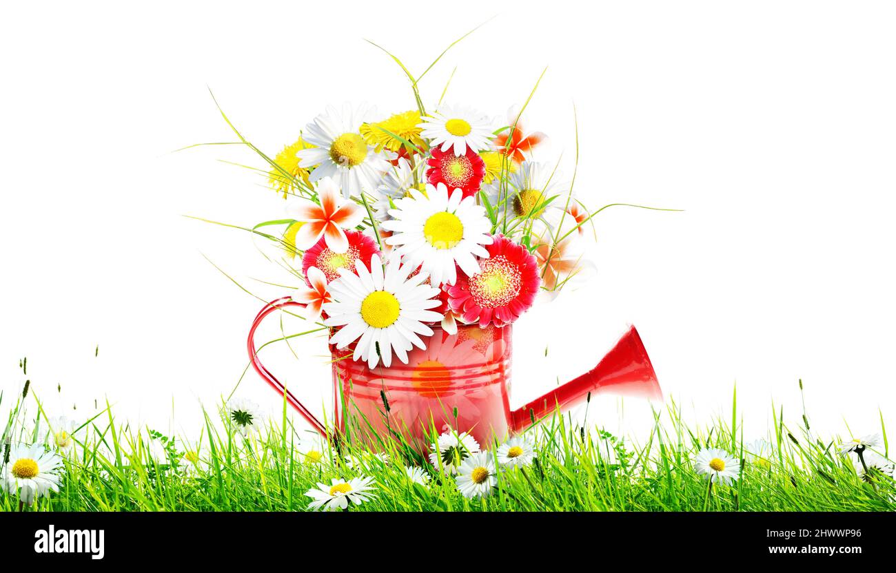 Spring flowers in watering can. Gardening tools and equipment Stock ...