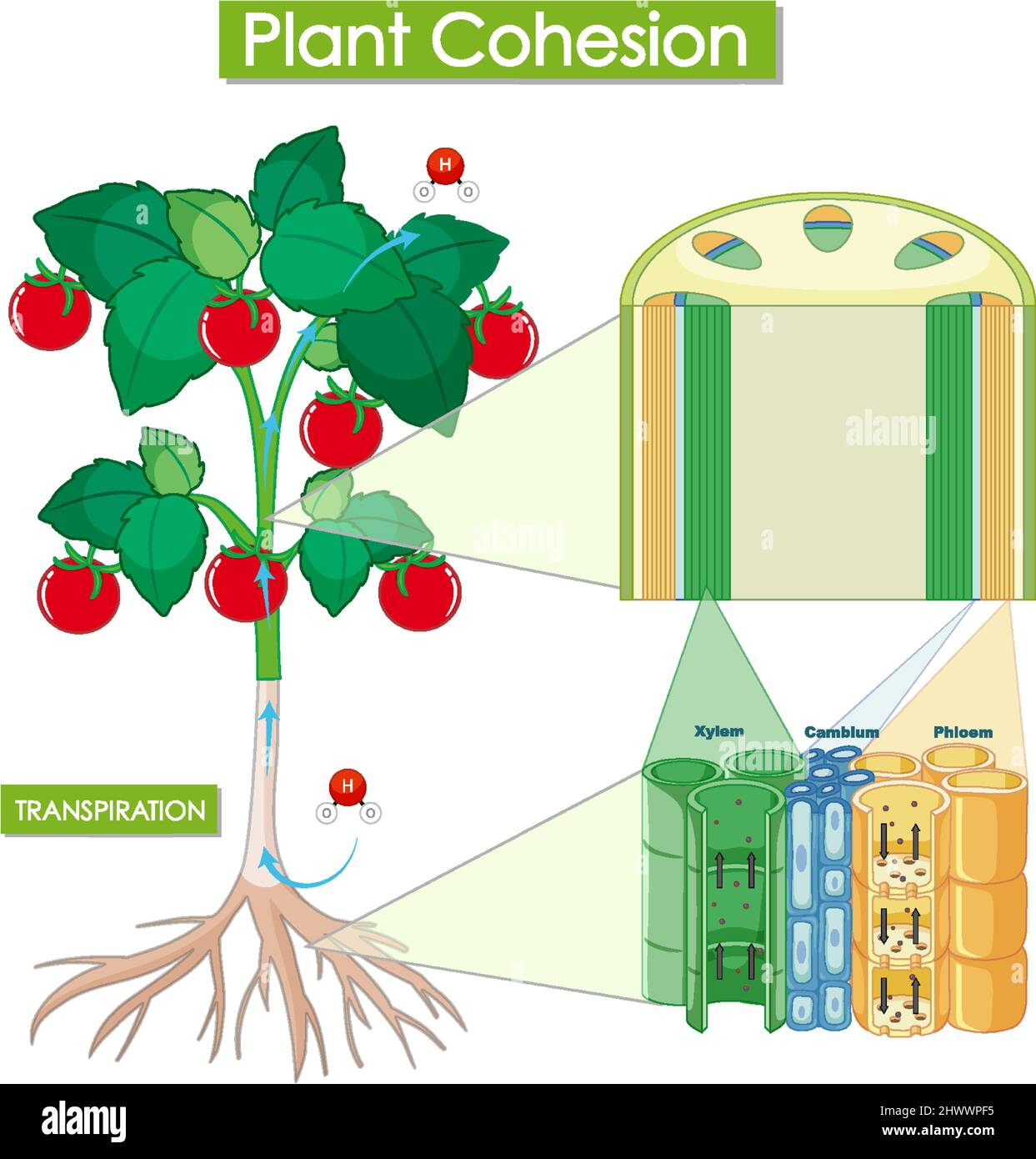 Diagram showing plant cohesion illustration Stock Vector Image & Art ...