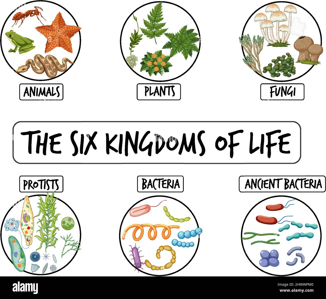 Diagram showing six kingdoms of life illustration Stock Vector Image ...