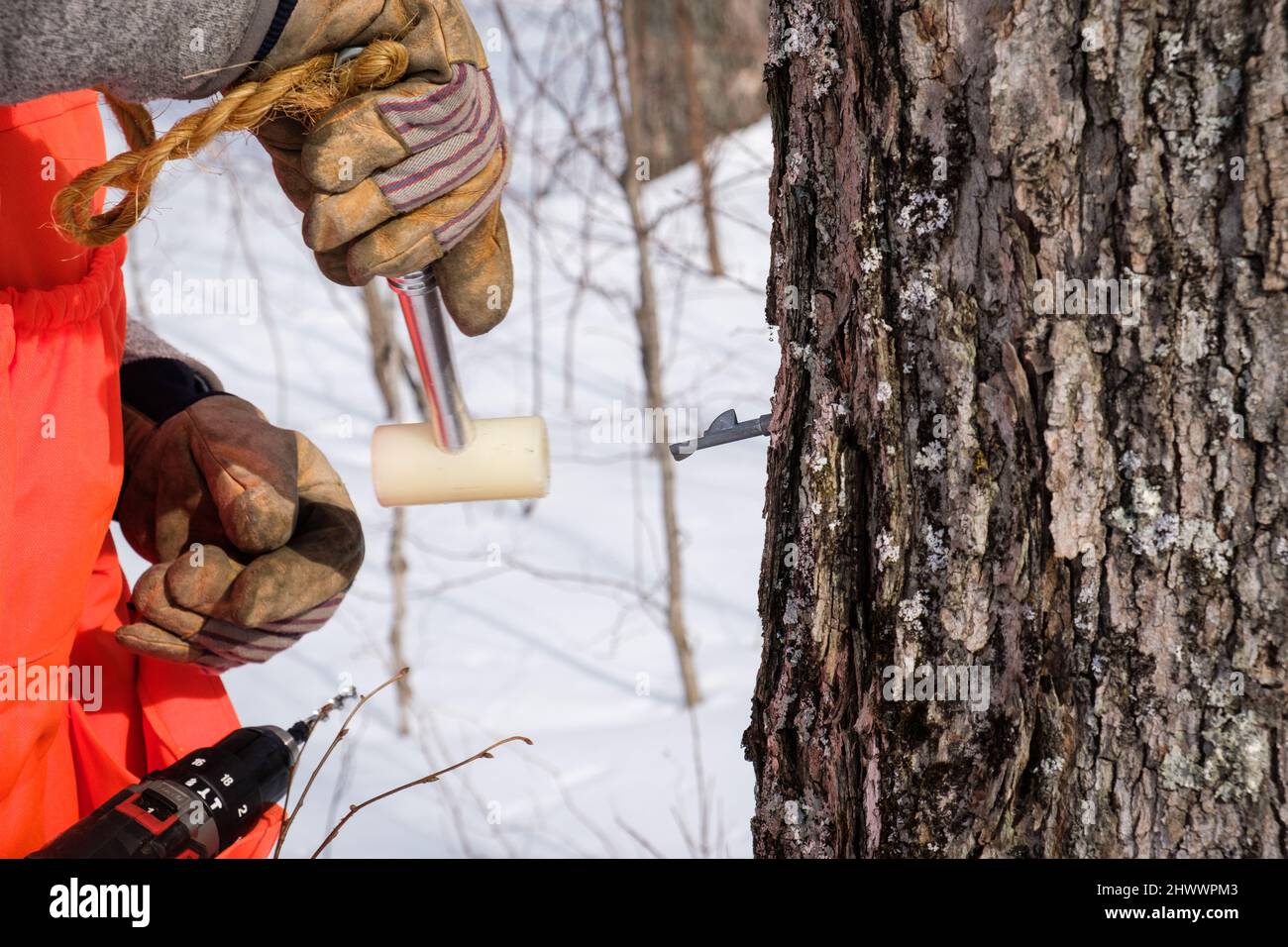 Making maple syrup hi-res stock photography and images - Alamy