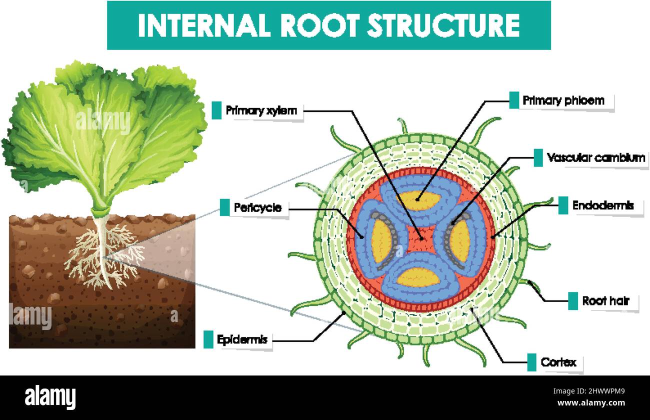 Diagram showing internal root structure illustration Stock Vector Image ...