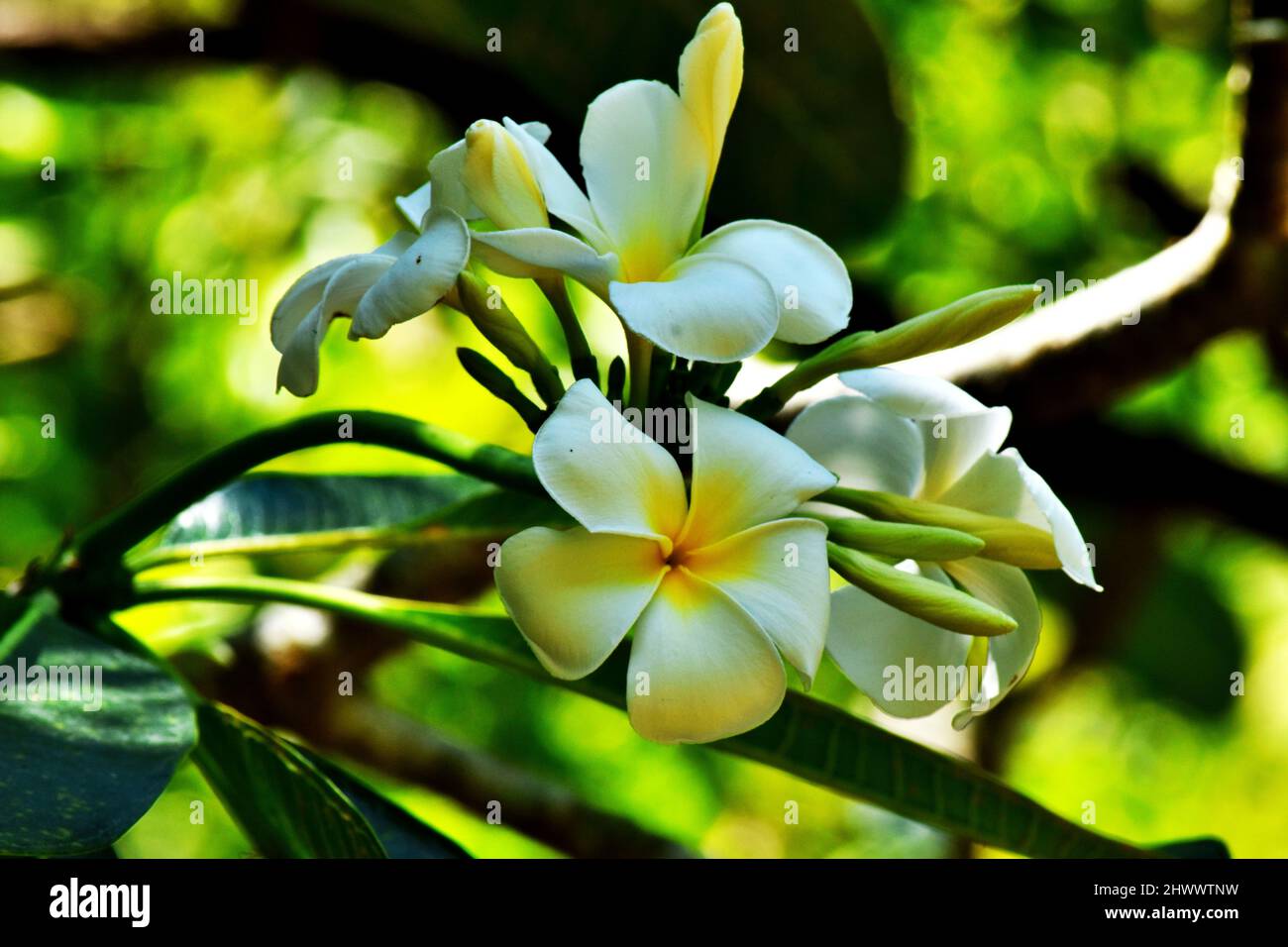 Araliya temple tree hi-res stock photography and images - Alamy