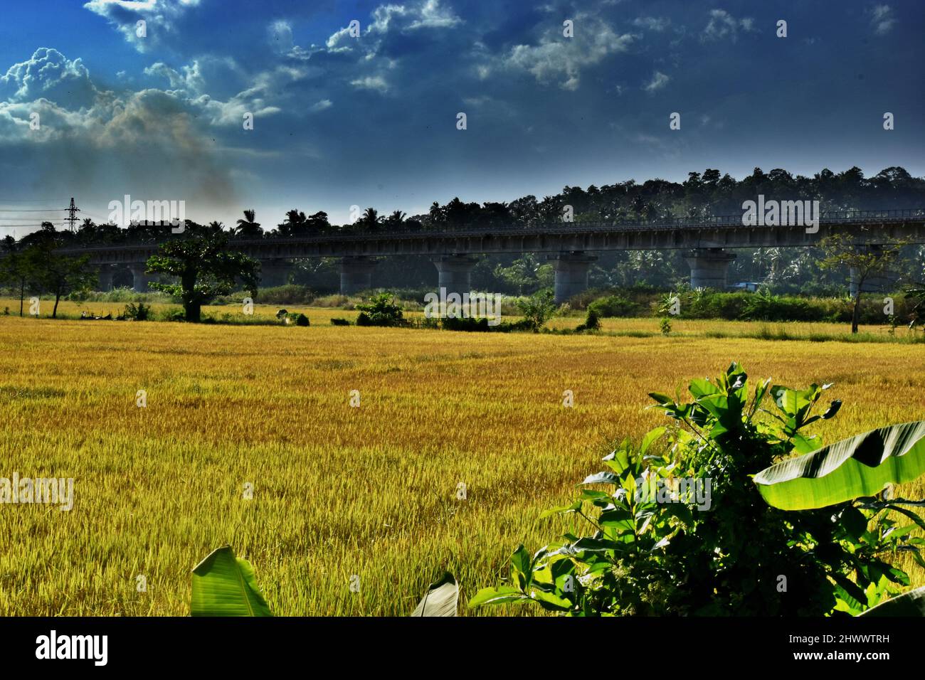 Landscape Shots of Golden Paddy fields Stock Photo - Alamy