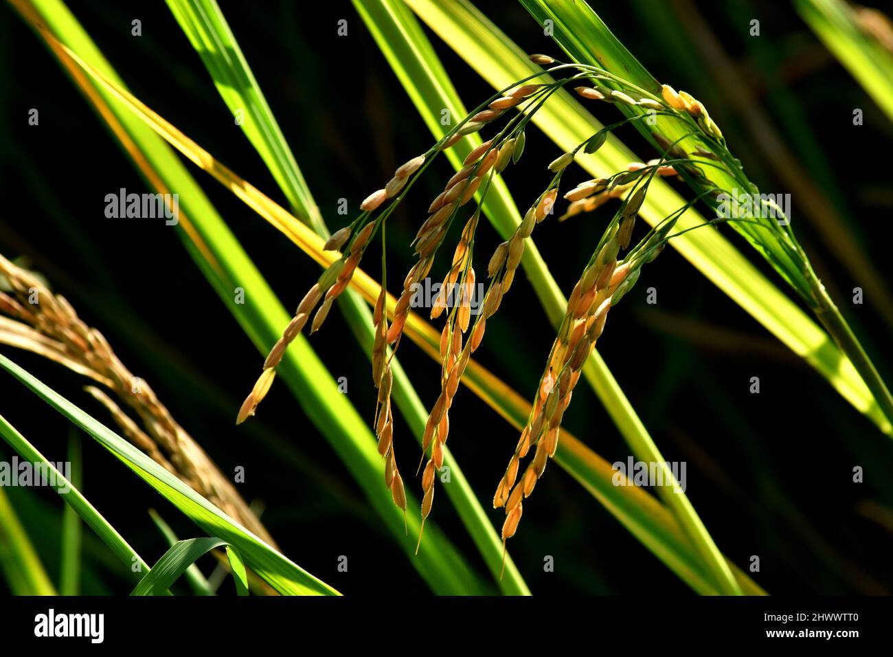 Close up of golden Paddy Grains Stock Photo - Alamy