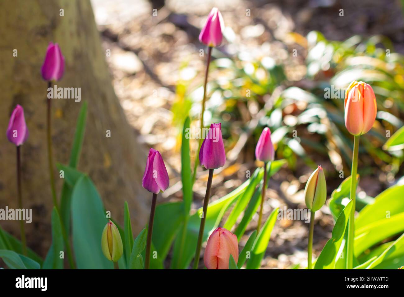 Early Morning Spring Tulips in the park by a tree in Pink, Peach, and ...