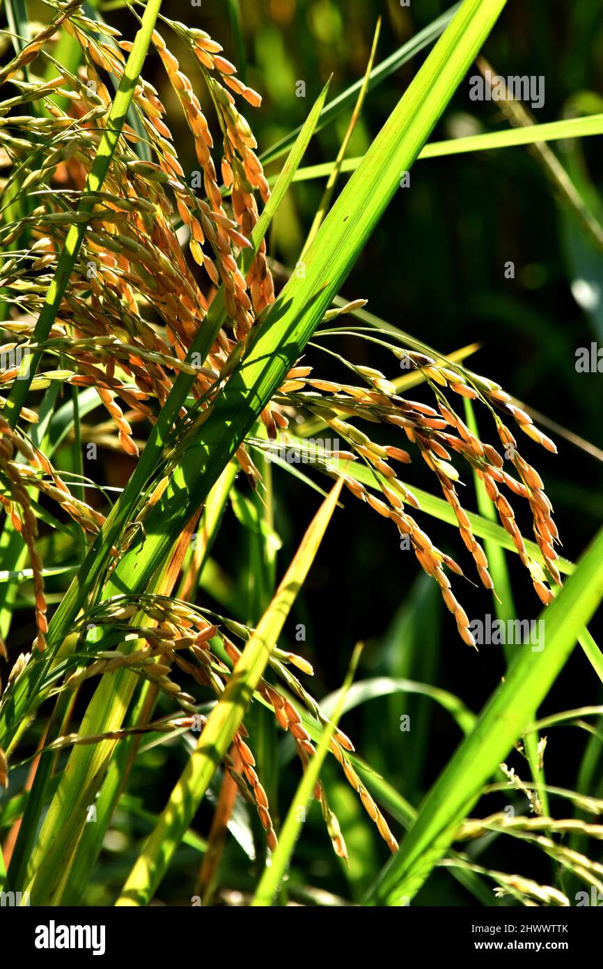 Close up of golden Paddy Grains Stock Photo - Alamy