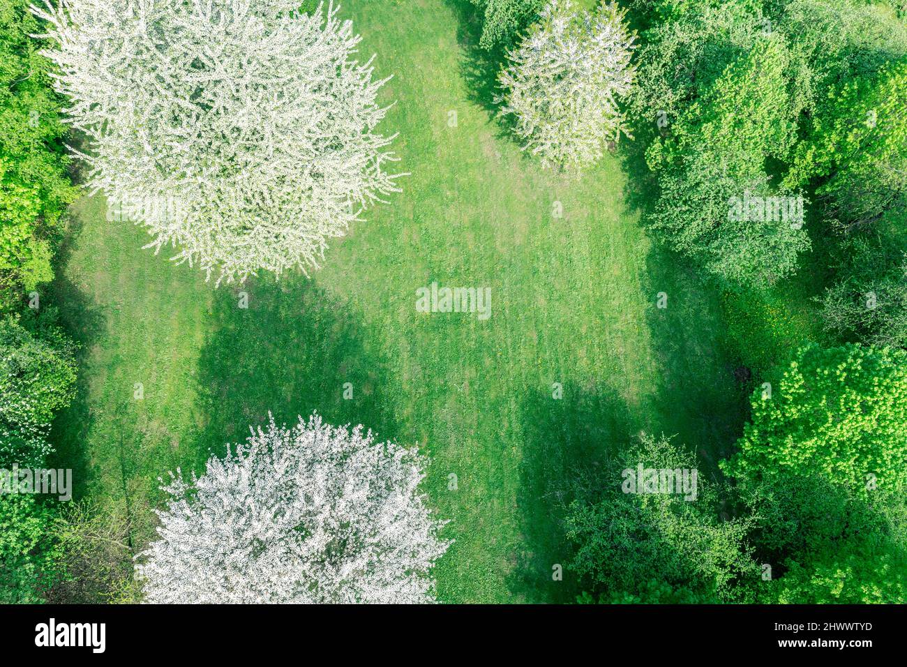 spring park landscape with blooming cherry trees in sunny day. top view ...