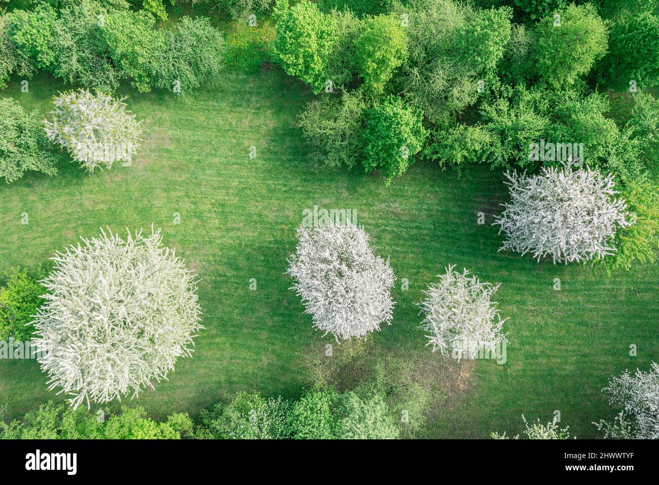 cherry trees in blossom. green park landscape at early spring. aerial ...