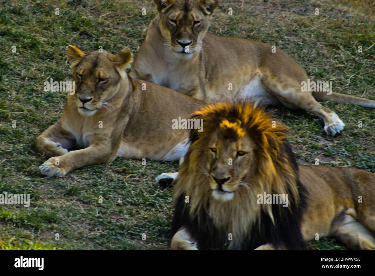 Animals in captivity Stock Photo - Alamy