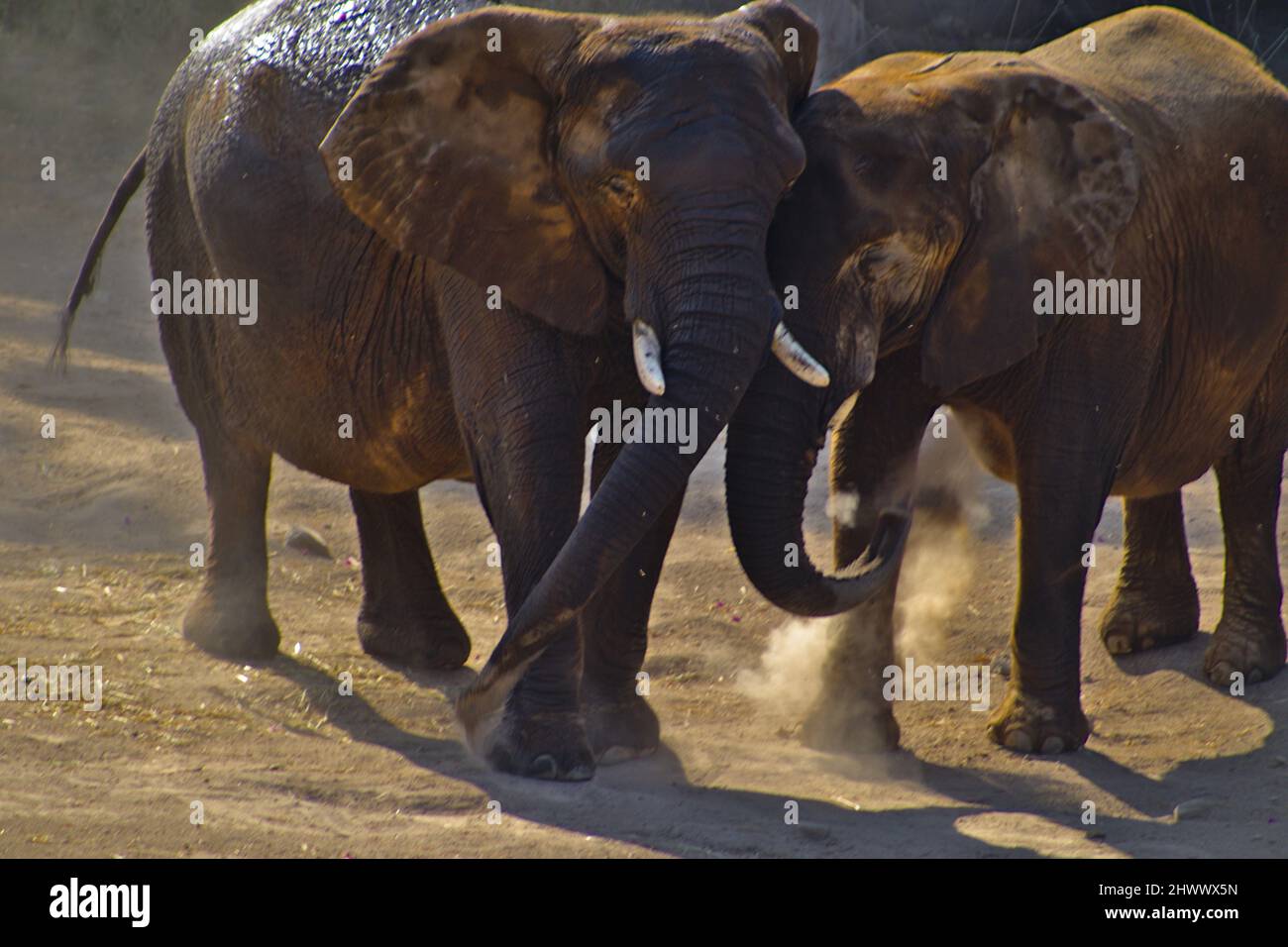 Animals in captivity Stock Photo - Alamy